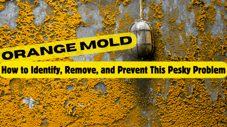 Orange Mold: Identify, Remove, And Prevent This Pesky Issue